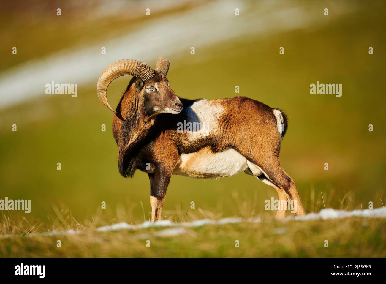 European mouflon (Ovis aries musimon) ram (male) in the alps, Wildlife ...