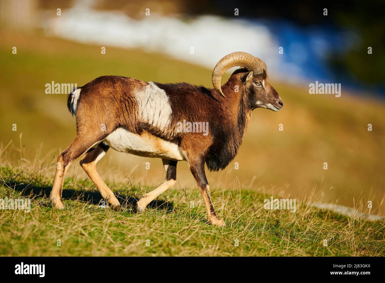 European mouflon (Ovis aries musimon) ram (male) in the alps, Wildlife ...