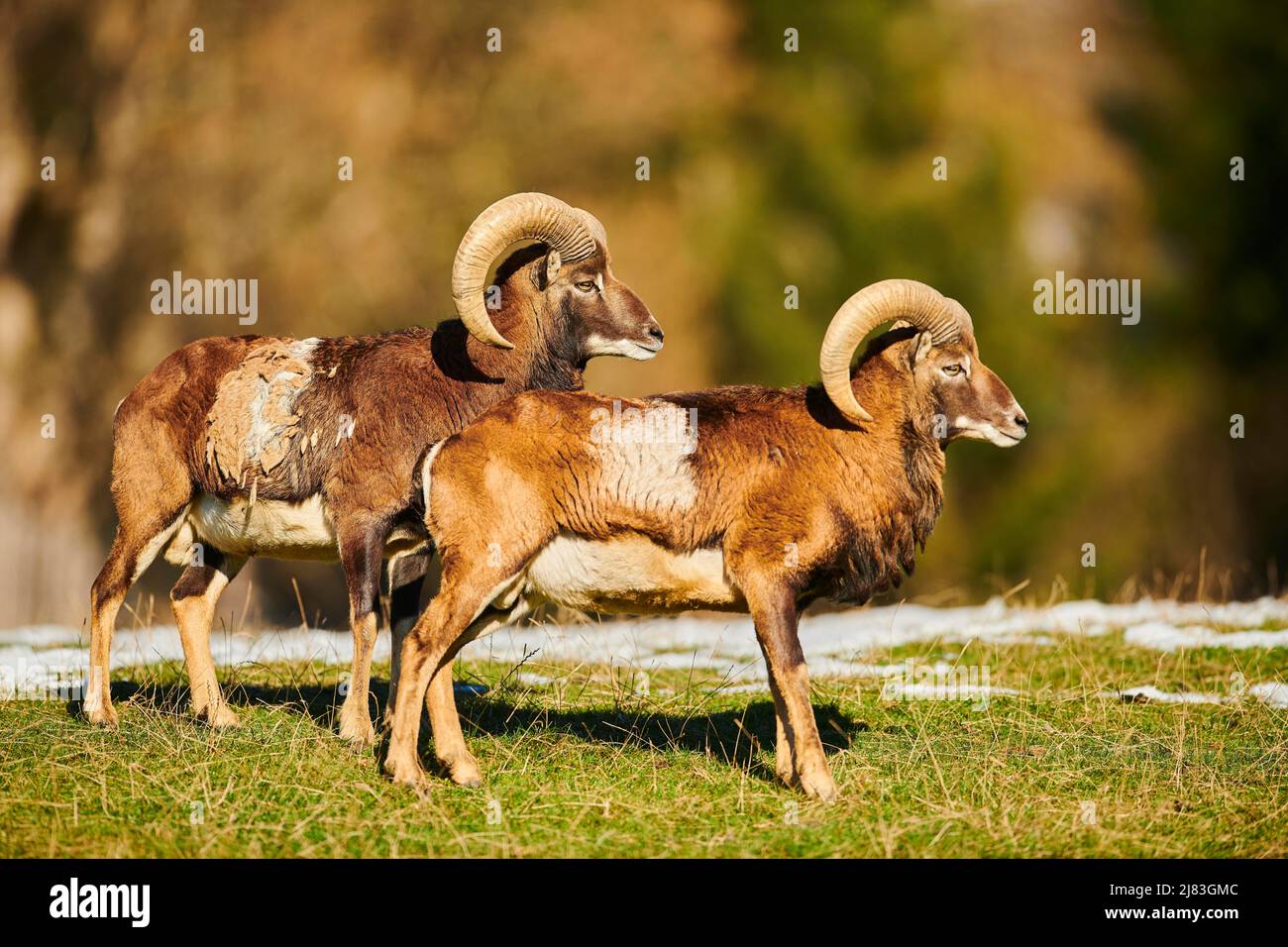 European mouflon (Ovis aries musimon) ram (male) in the alps, Wildlife ...