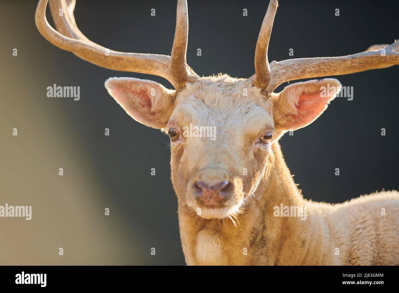 Common fallow deer (Dama dama) buck in the alps, Wildlife Park Aurach ...