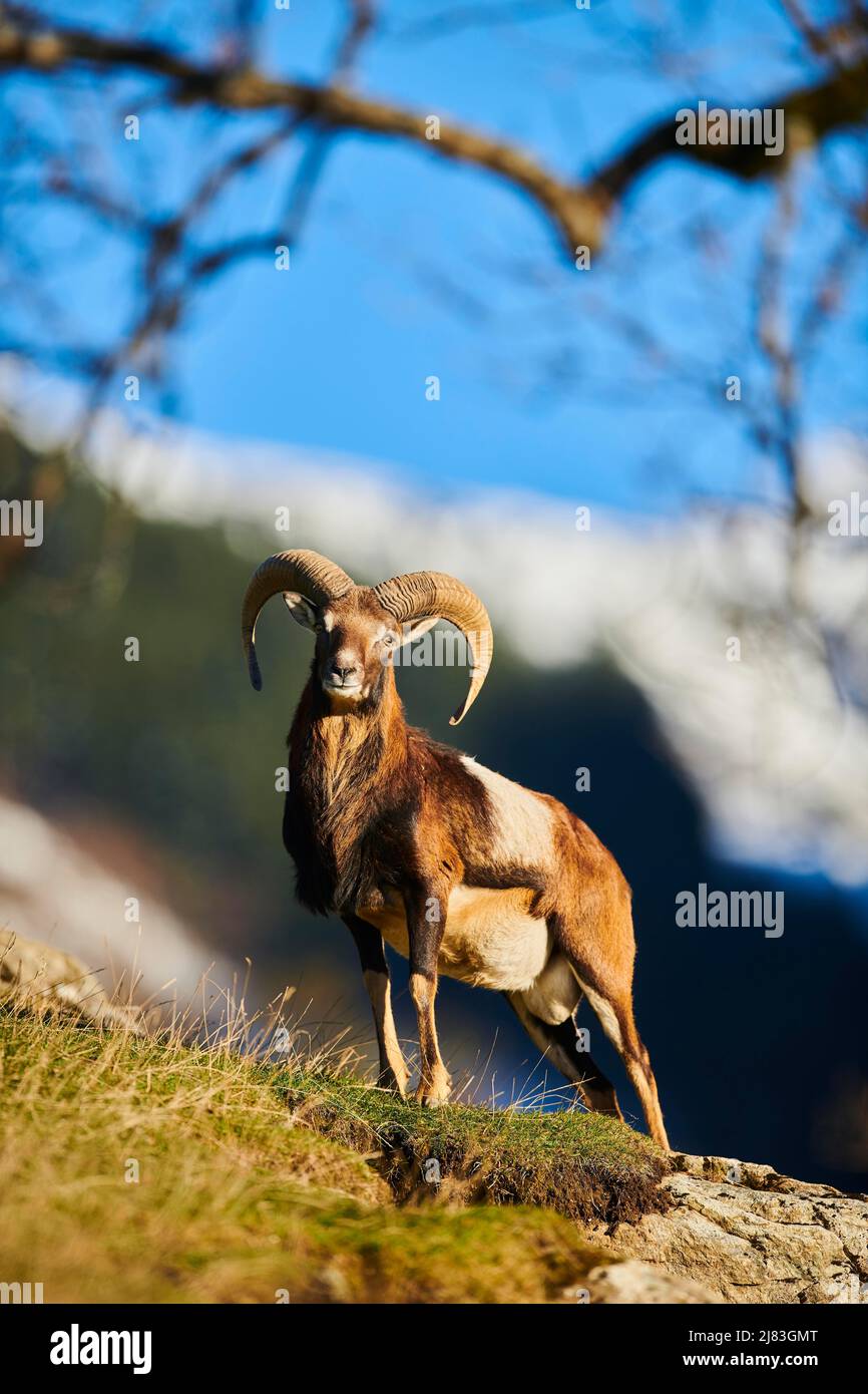 European mouflon (Ovis aries musimon) ram (male) in the alps, Wildlife ...
