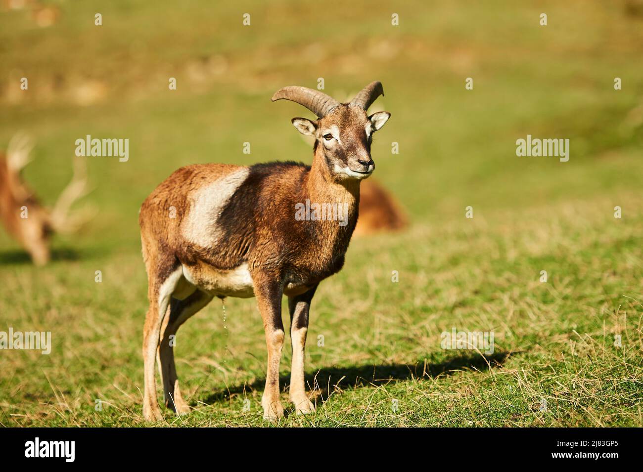 European mouflon (Ovis aries musimon) ram (male) in the alps, Wildlife ...