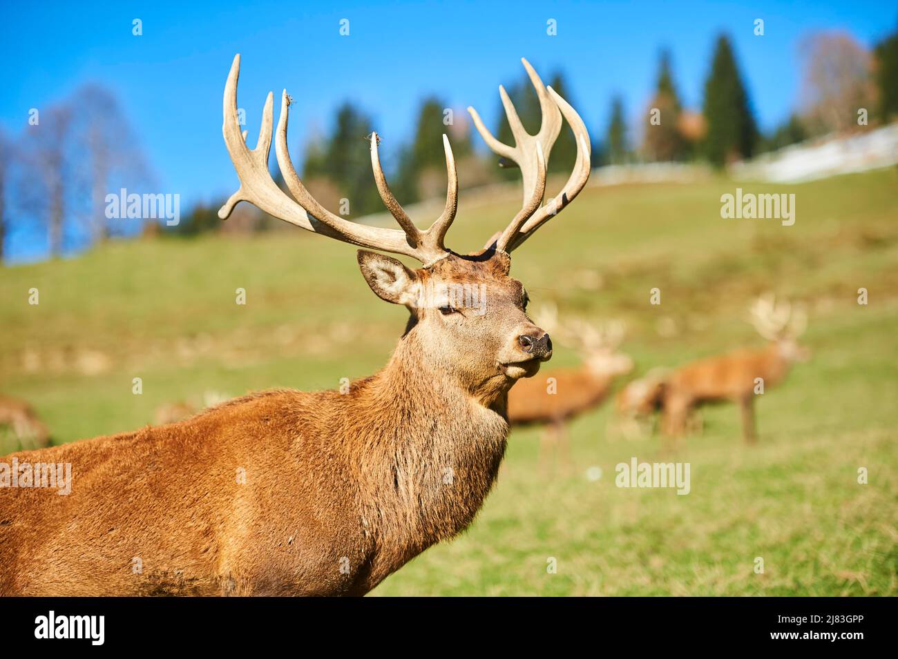 Red deer (Cervus elaphus) stag in the alps, Wildlife Park Aurach ...