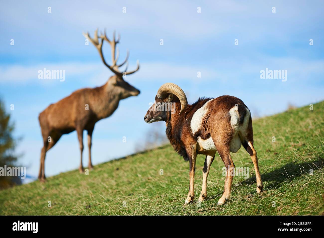 Red deer (Cervus elaphus) and European mouflon (Ovis aries musimon) in ...
