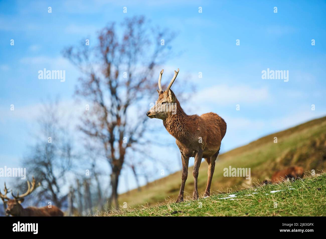 Red deer (Cervus elaphus) stag in the alps, Wildlife Park Aurach ...