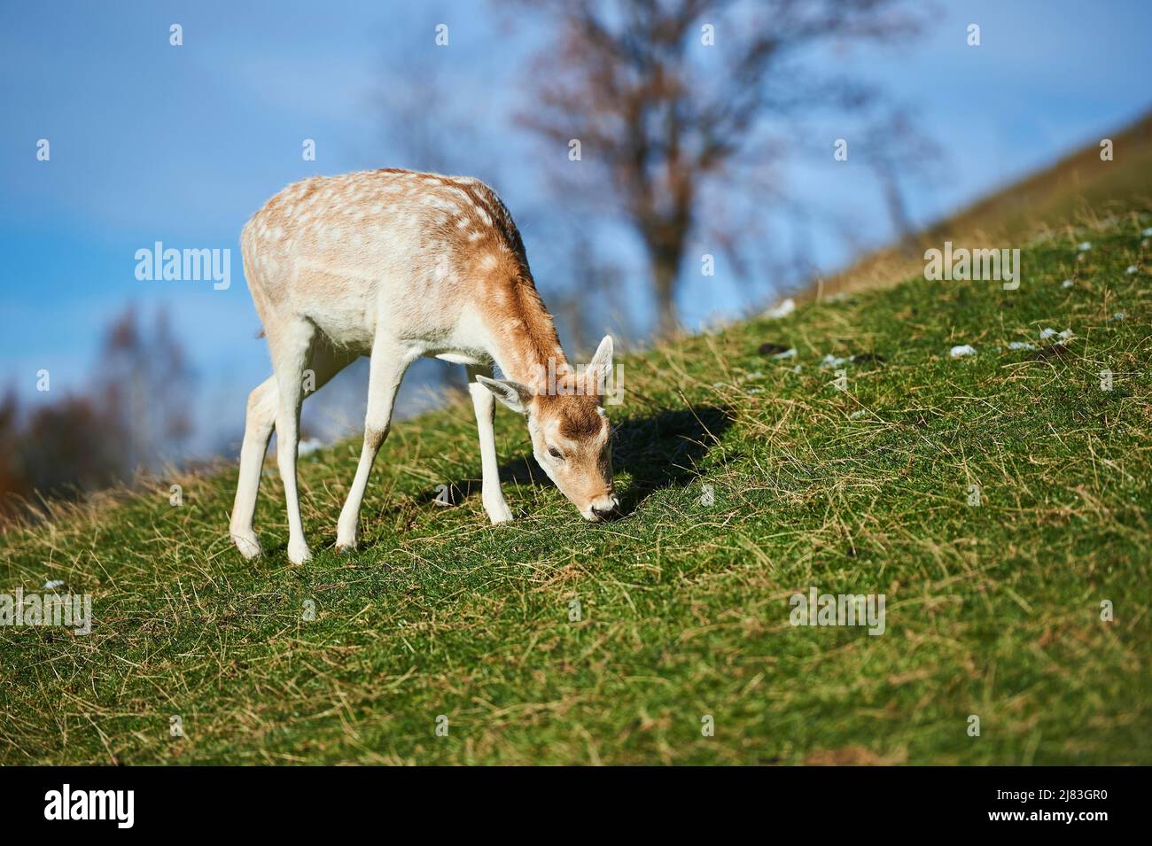 Common fallow deer (Dama dama) female in the alps, Wildlife Park Aurach ...