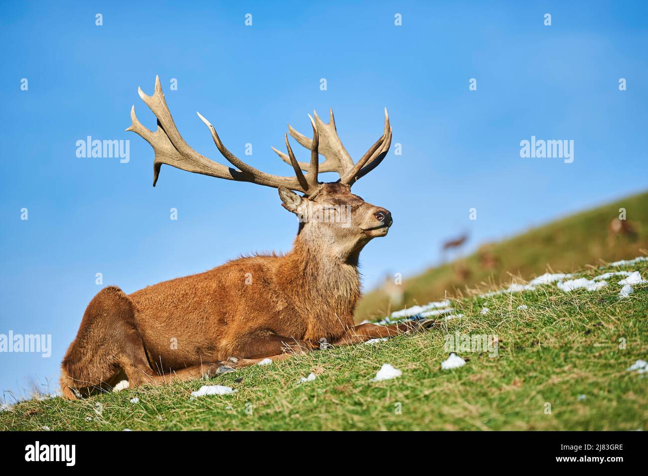 Red deer (Cervus elaphus) stag in the alps, Wildlife Park Aurach ...