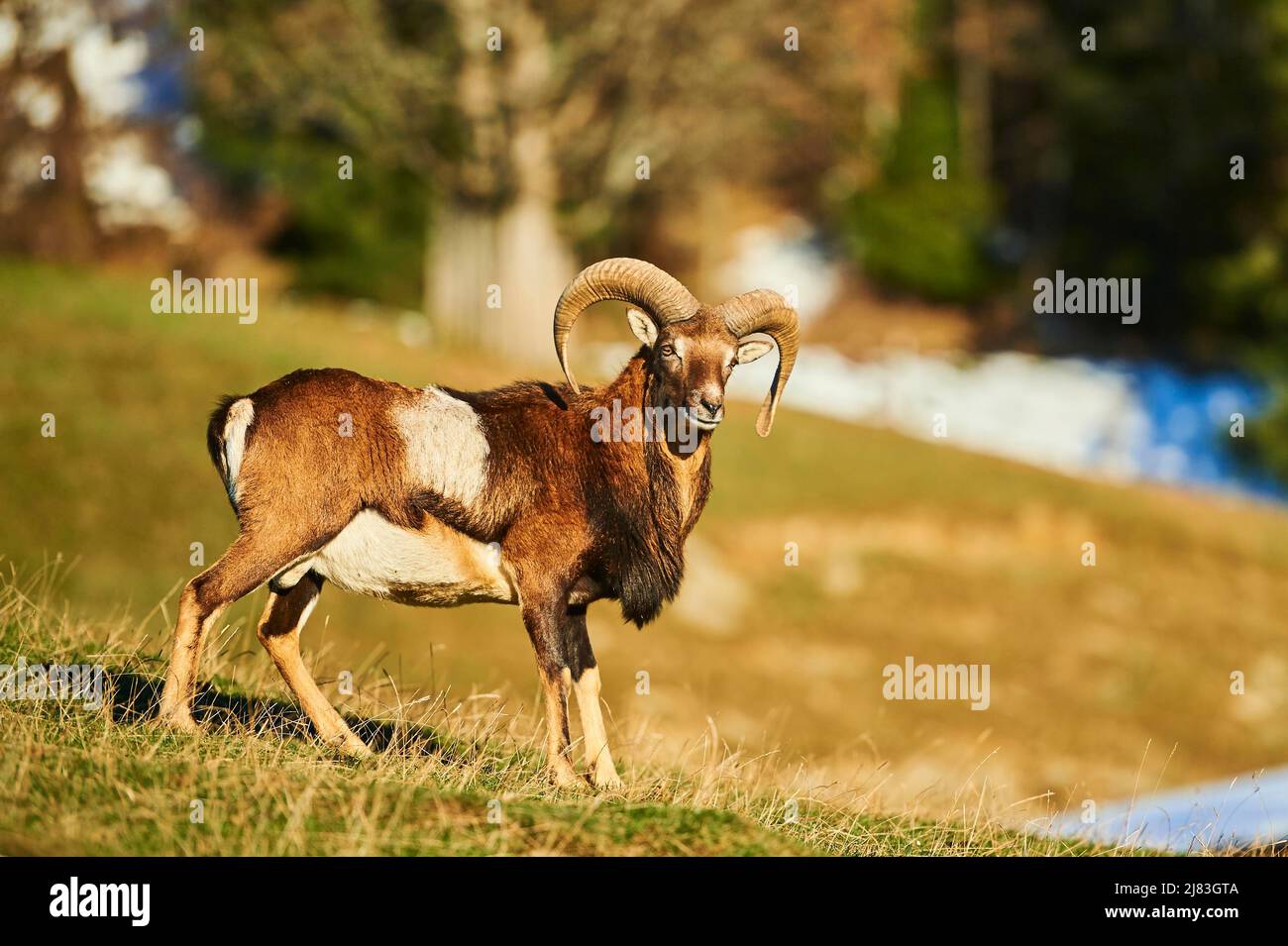 European mouflon (Ovis aries musimon) ram (male) in the alps, Wildlife ...