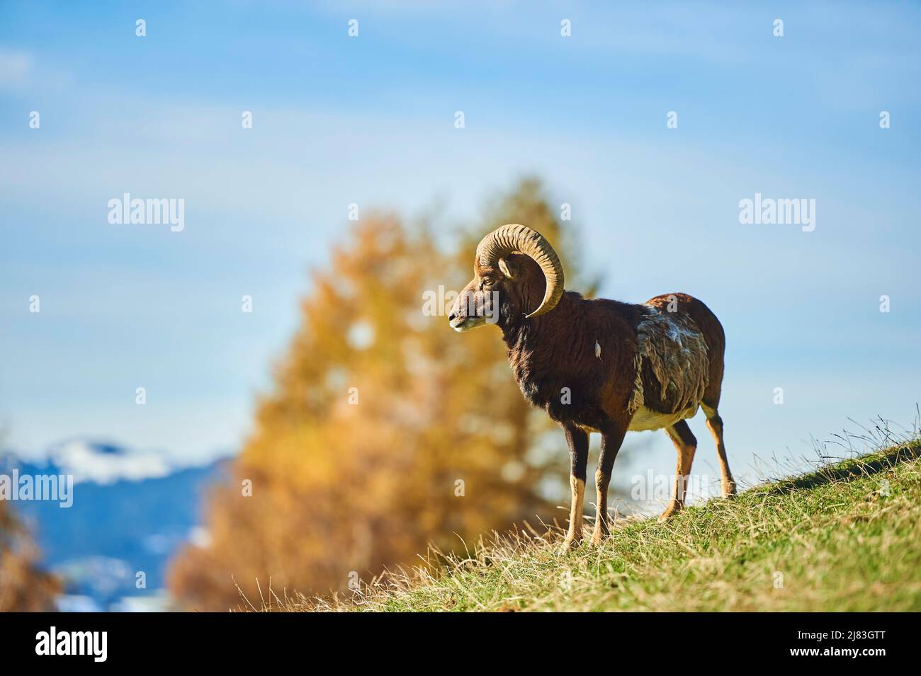 European mouflon (Ovis aries musimon) ram (male) in the alps, Wildlife ...