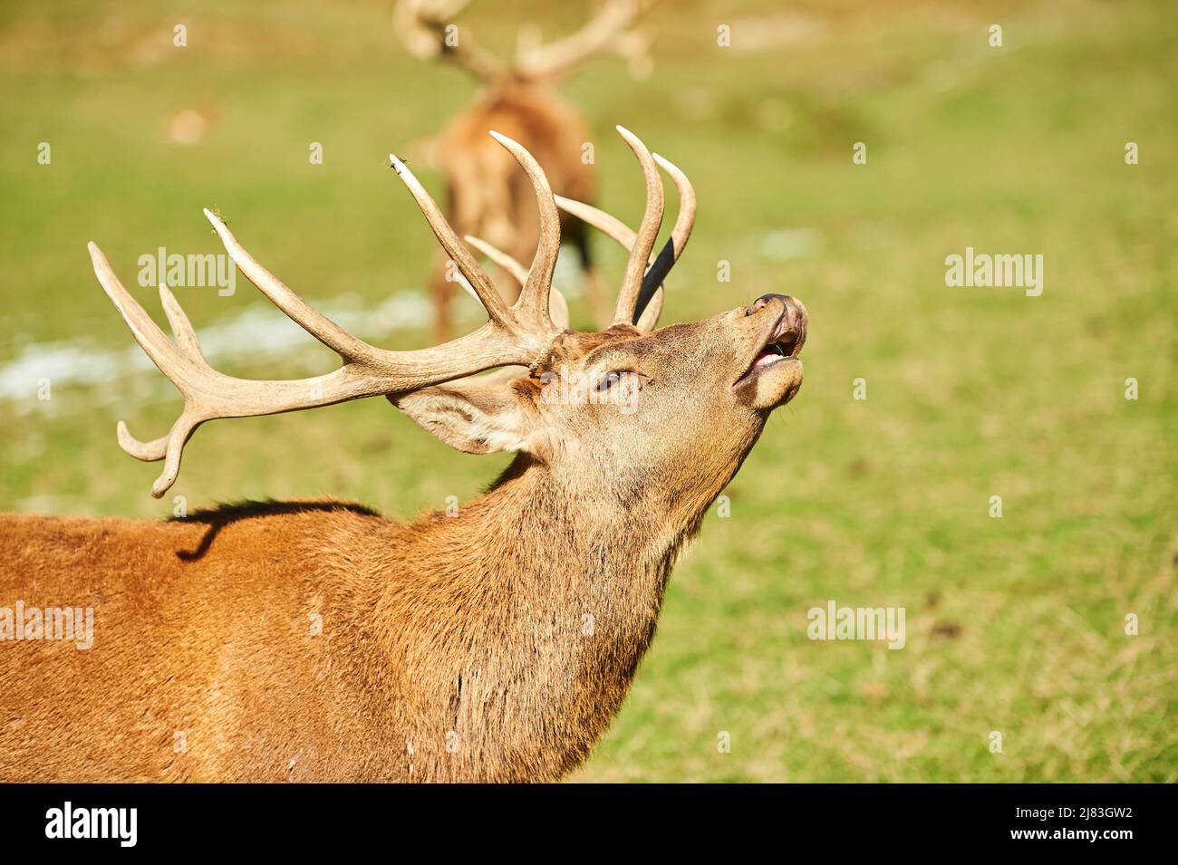 Red deer (Cervus elaphus) stag in the alps, Wildlife Park Aurach ...