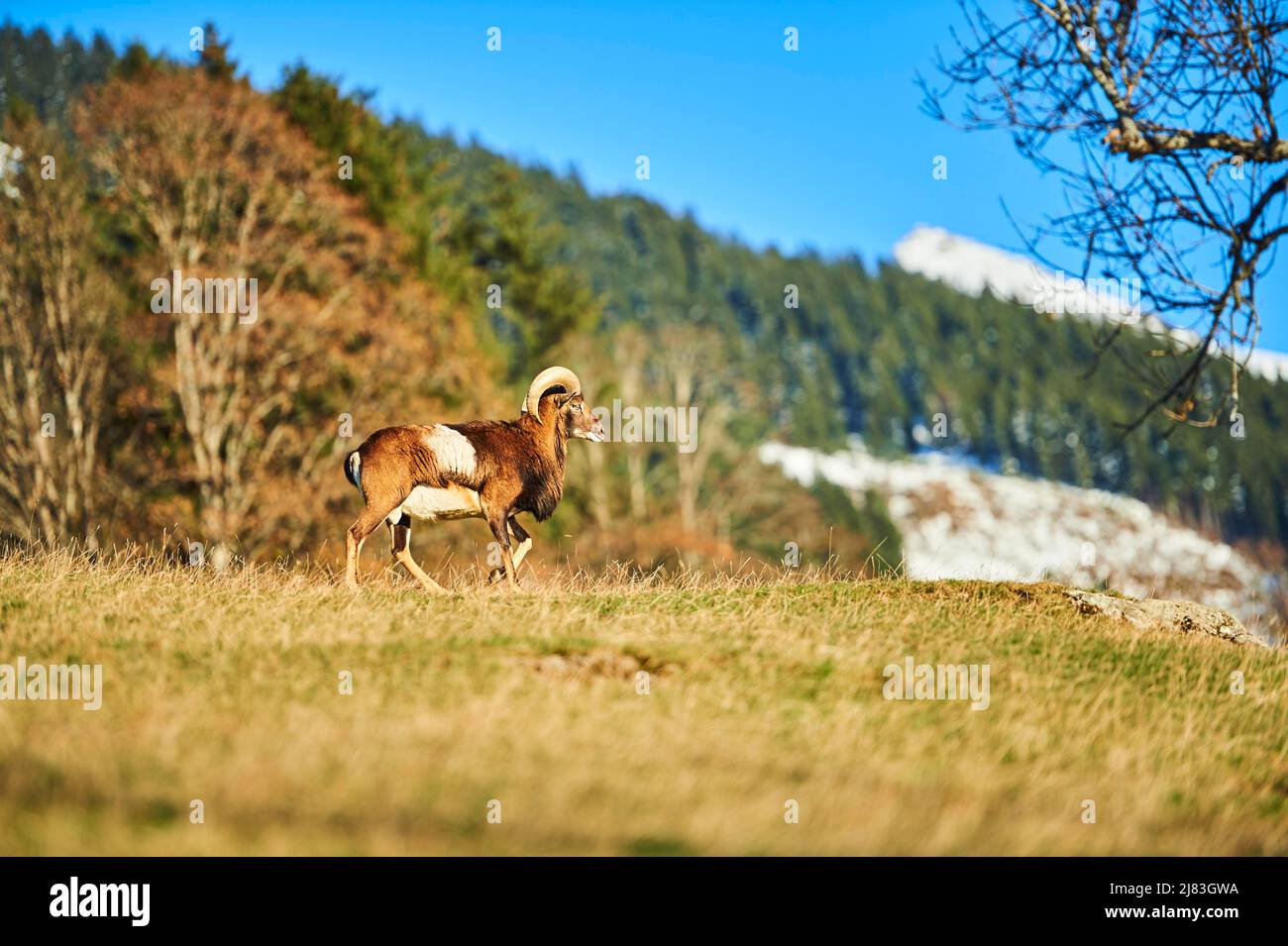 European mouflon (Ovis aries musimon) ram (male) in the alps, Wildlife ...