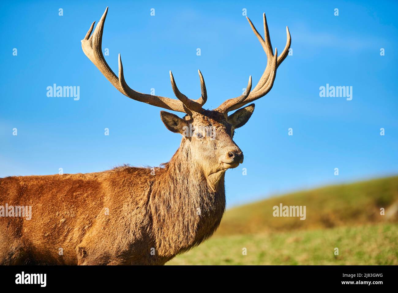 Red deer (Cervus elaphus) stag in the alps, Wildlife Park Aurach ...