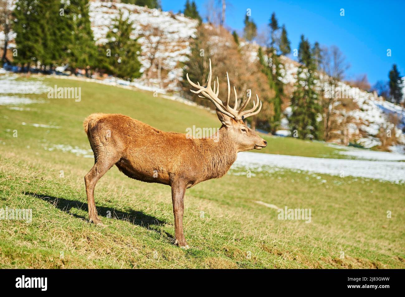Red deer (Cervus elaphus) stag in the alps, Wildlife Park Aurach ...