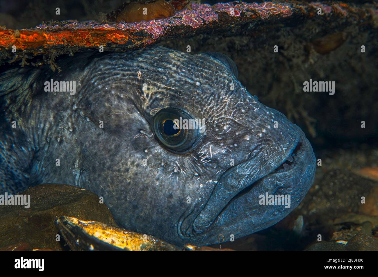 Atlantic wolffish (Anarhichas lupus), resting in wreck, Nova Scotia ...