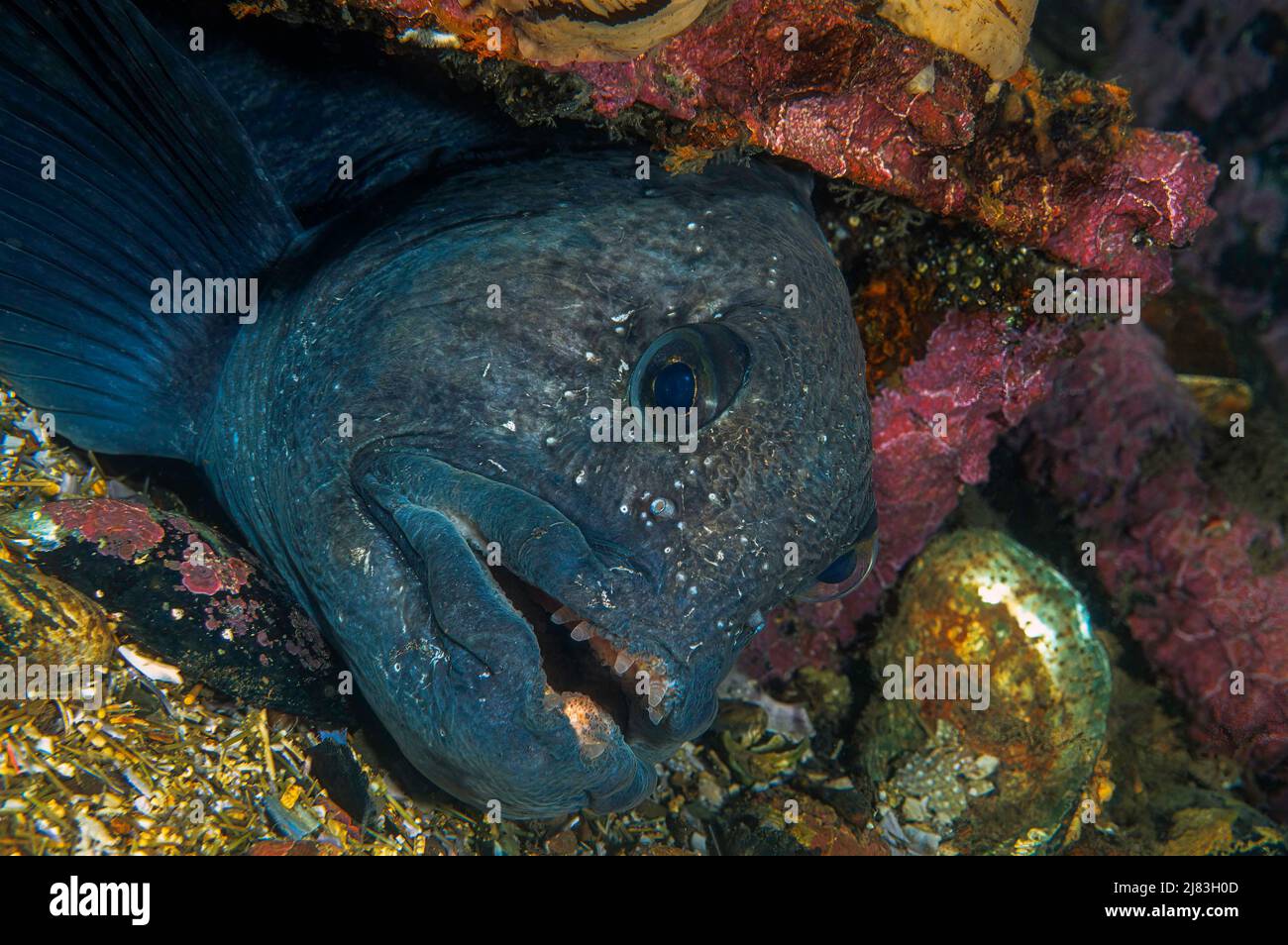 Atlantic wolffish (Anarhichas lupus), resting in wreck, Nova Scotia ...
