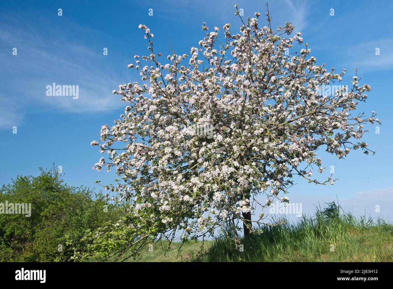 Apple tree (Malus domestica), Emsland, Lower Saxony, Germany Stock ...