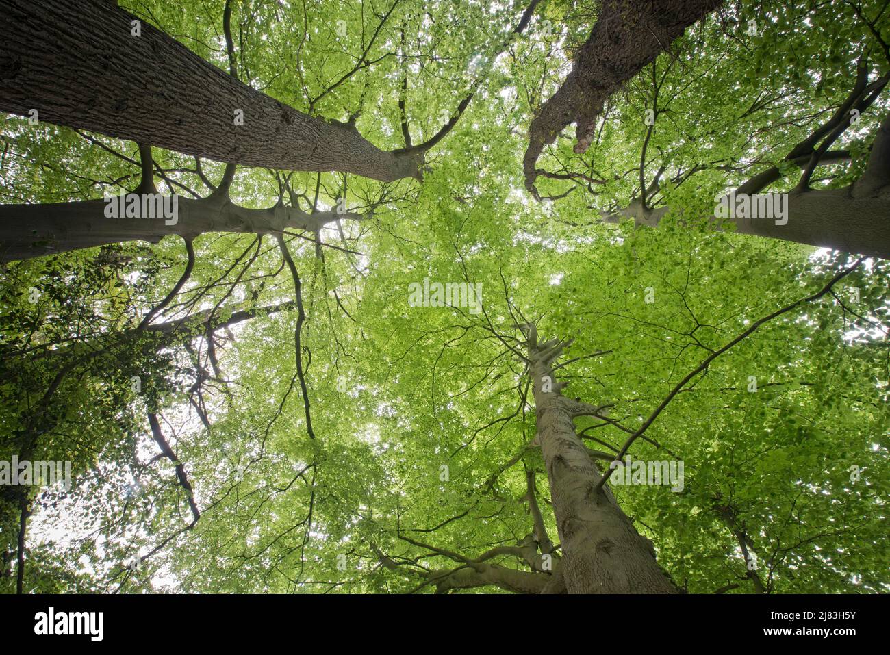 Common beeches (Fagus sylvatica) and english oaks (Quercus robur ...