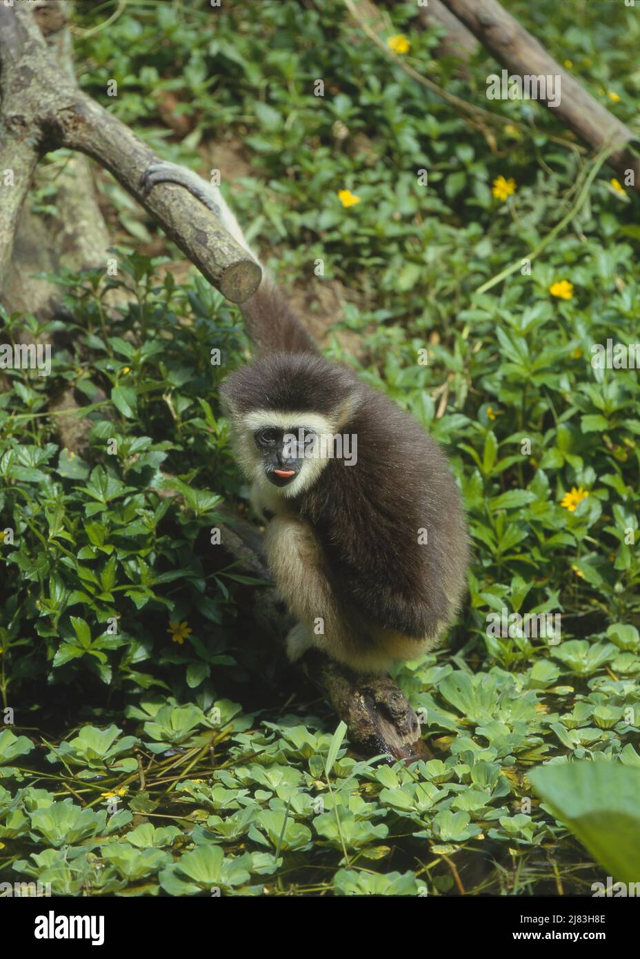 Ungka (Hylobates agilis Stock Photo - Alamy