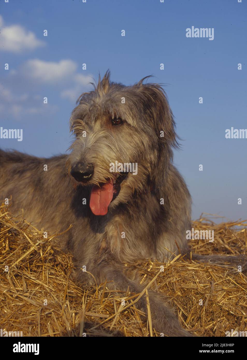 Irischer wolfshund hi-res stock photography and images - Alamy
