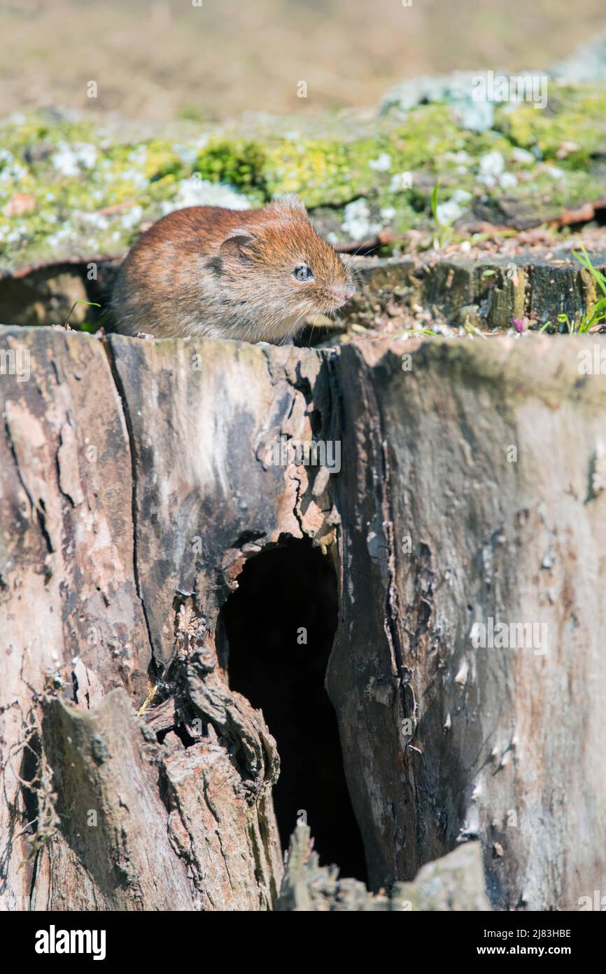 Bank vole (Myodes glareolus), sitting on tree stump in which its burrow ...