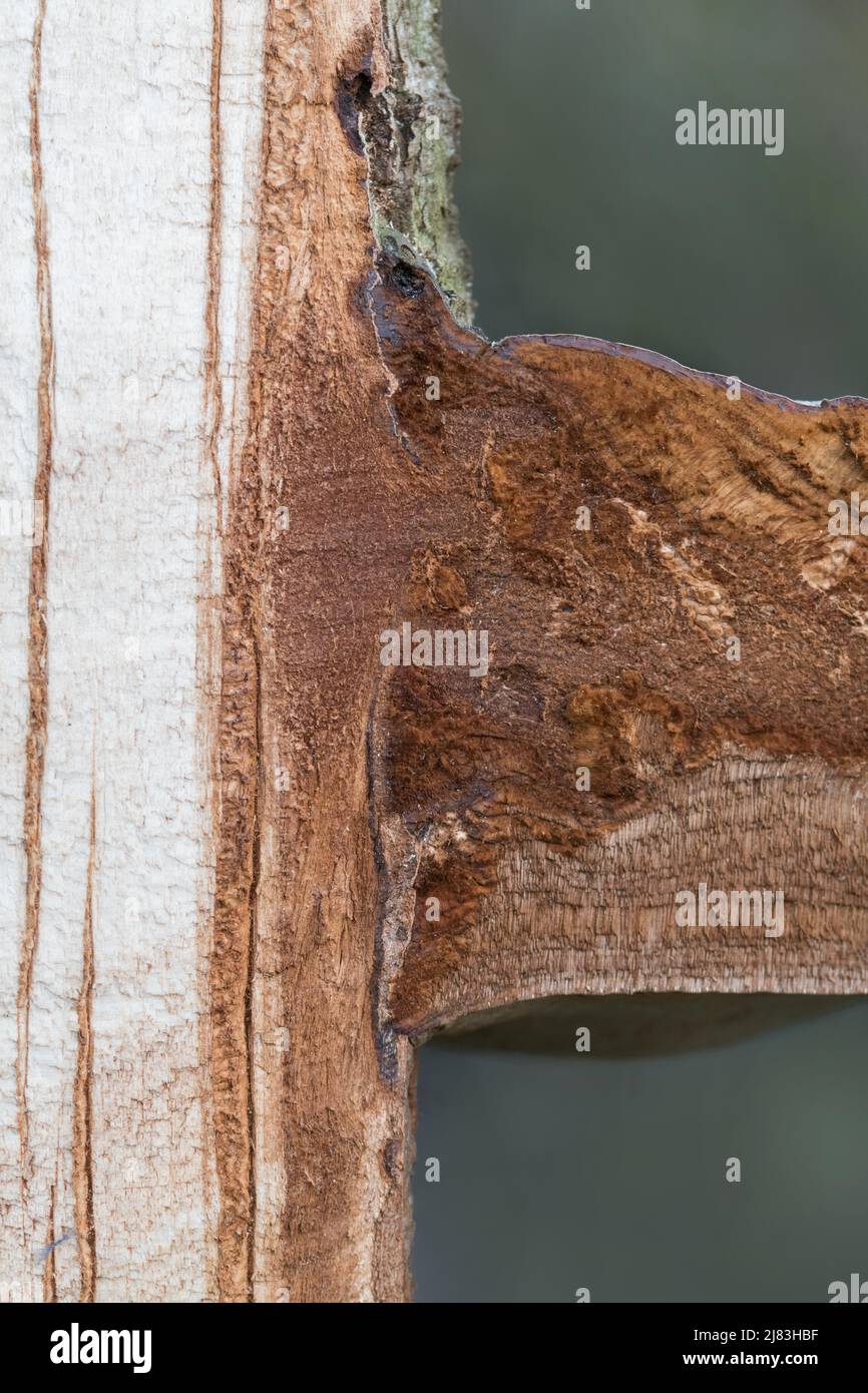 Tinder fungus (Fomes fomentarius), cross section fungus on tree trunk ...