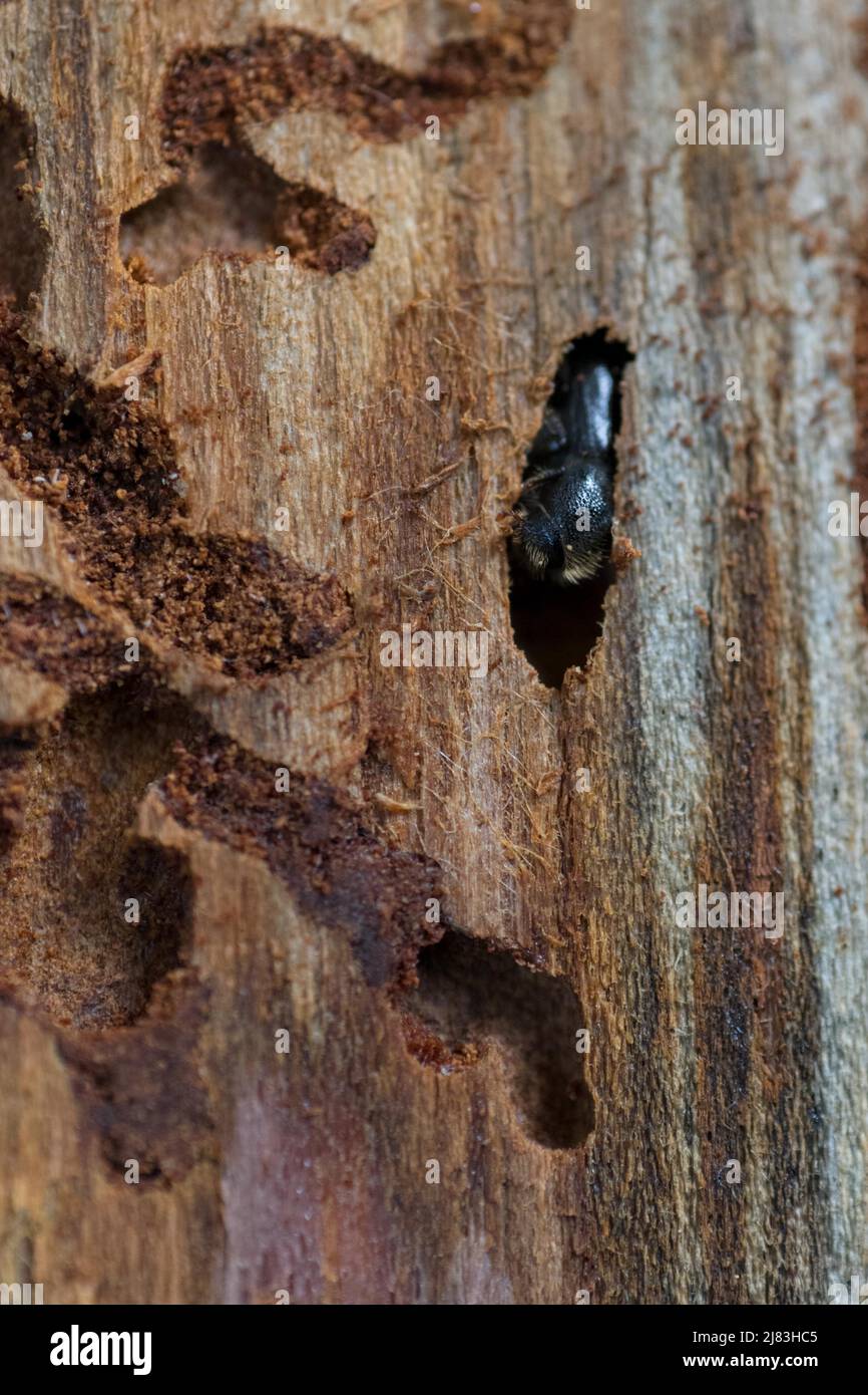 European spruce bark beetle (Ips typographus), beetle in its walk ...