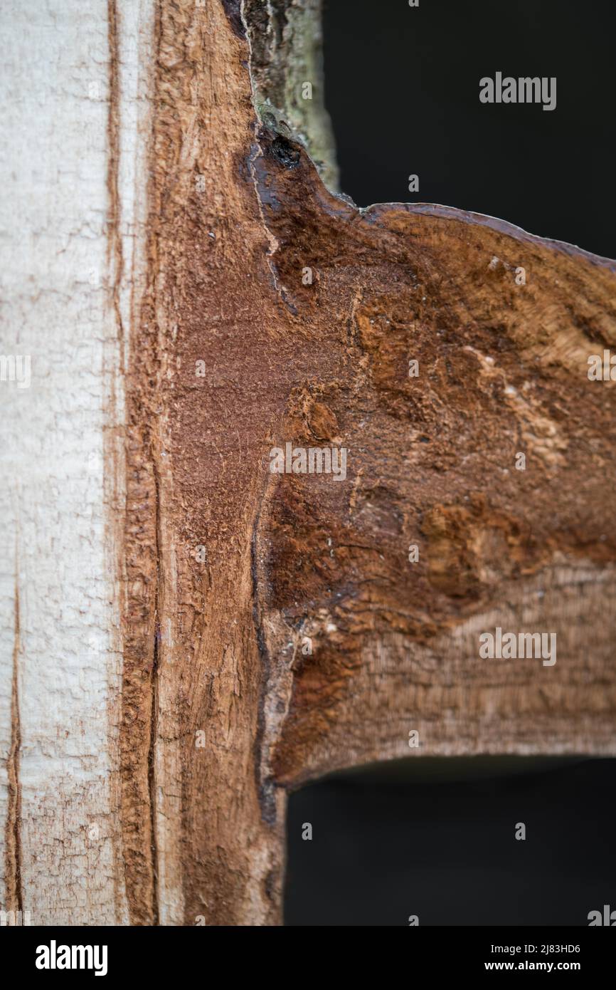 Tinder fungus (Fomes fomentarius), cross section fungus on tree trunk ...