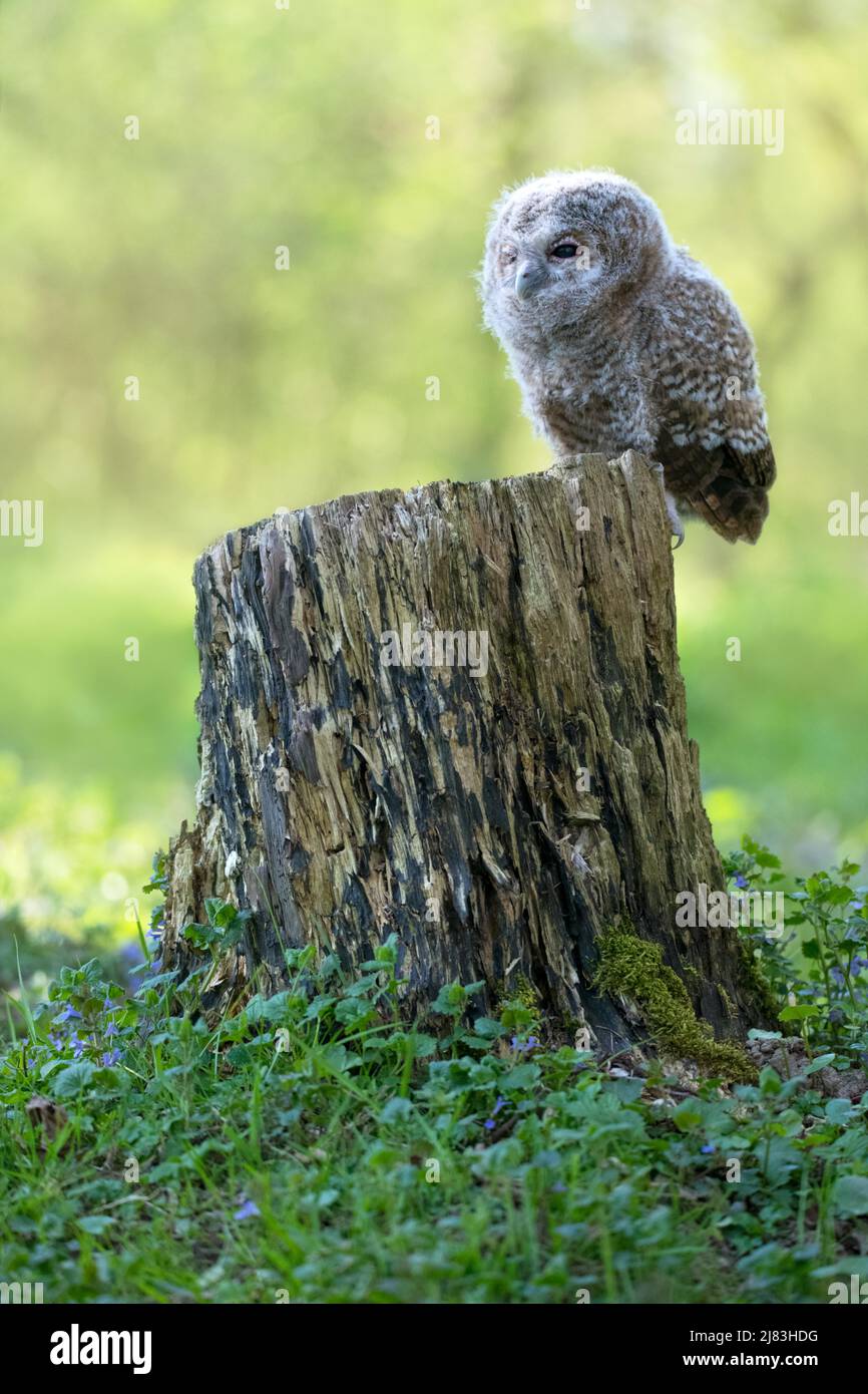 Tawny owl (Strix aluco), Nestling on tree stump, Hattingen, Germany ...