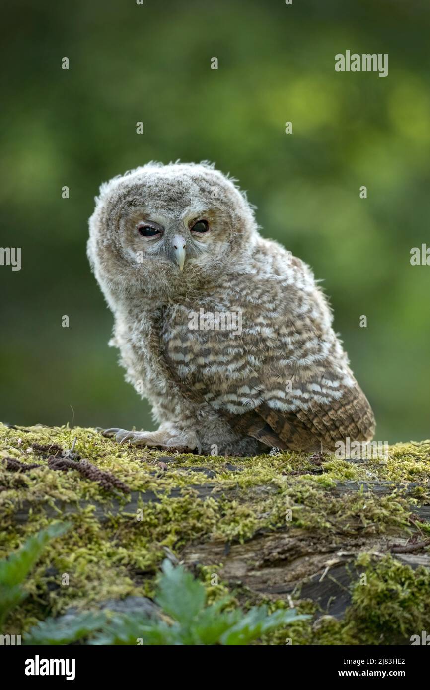 Dead tawny owl hi-res stock photography and images - Alamy