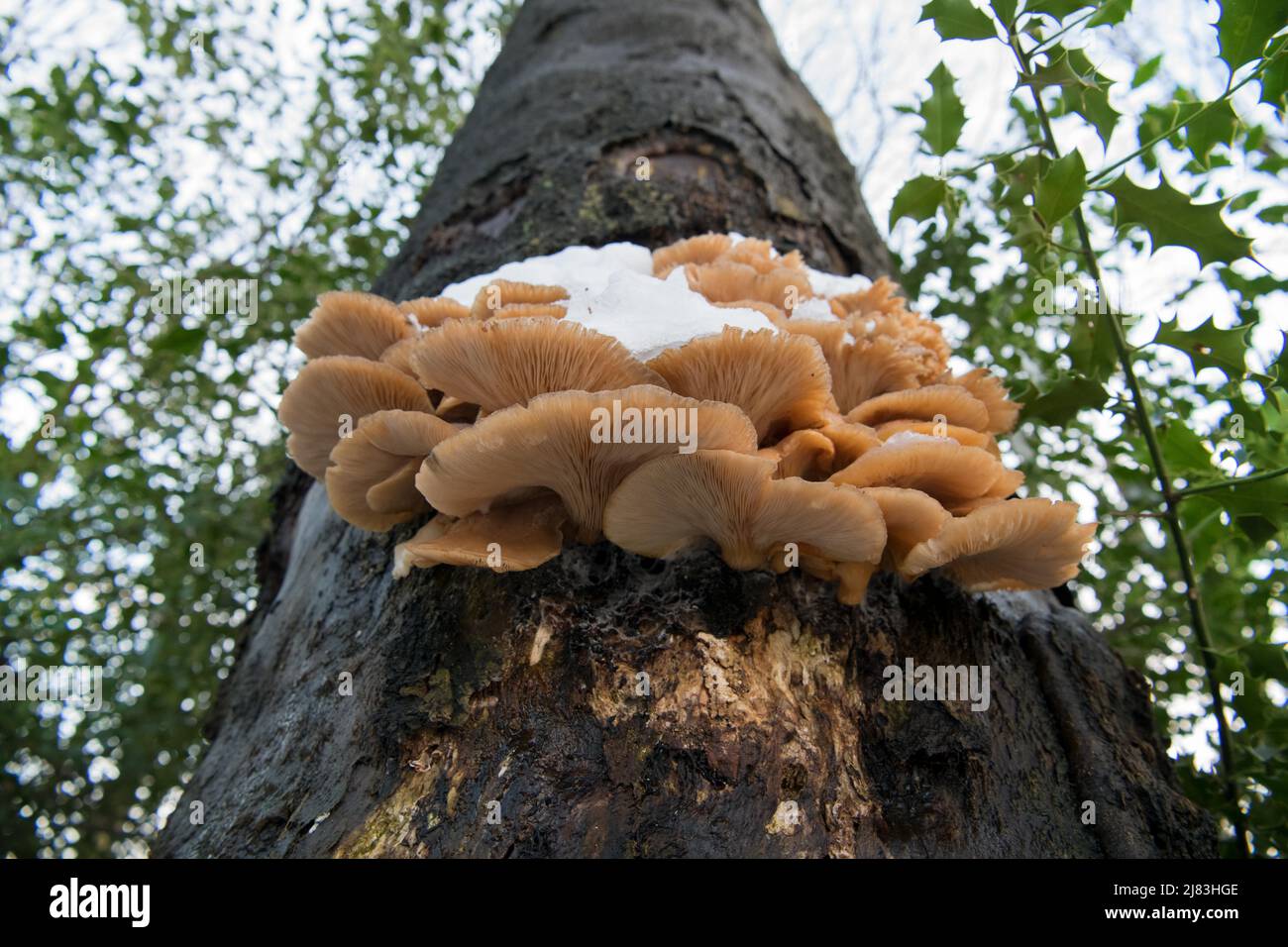 Oyster mushroom (Pleurotus ostreatus), growing covered by snow on beech ...