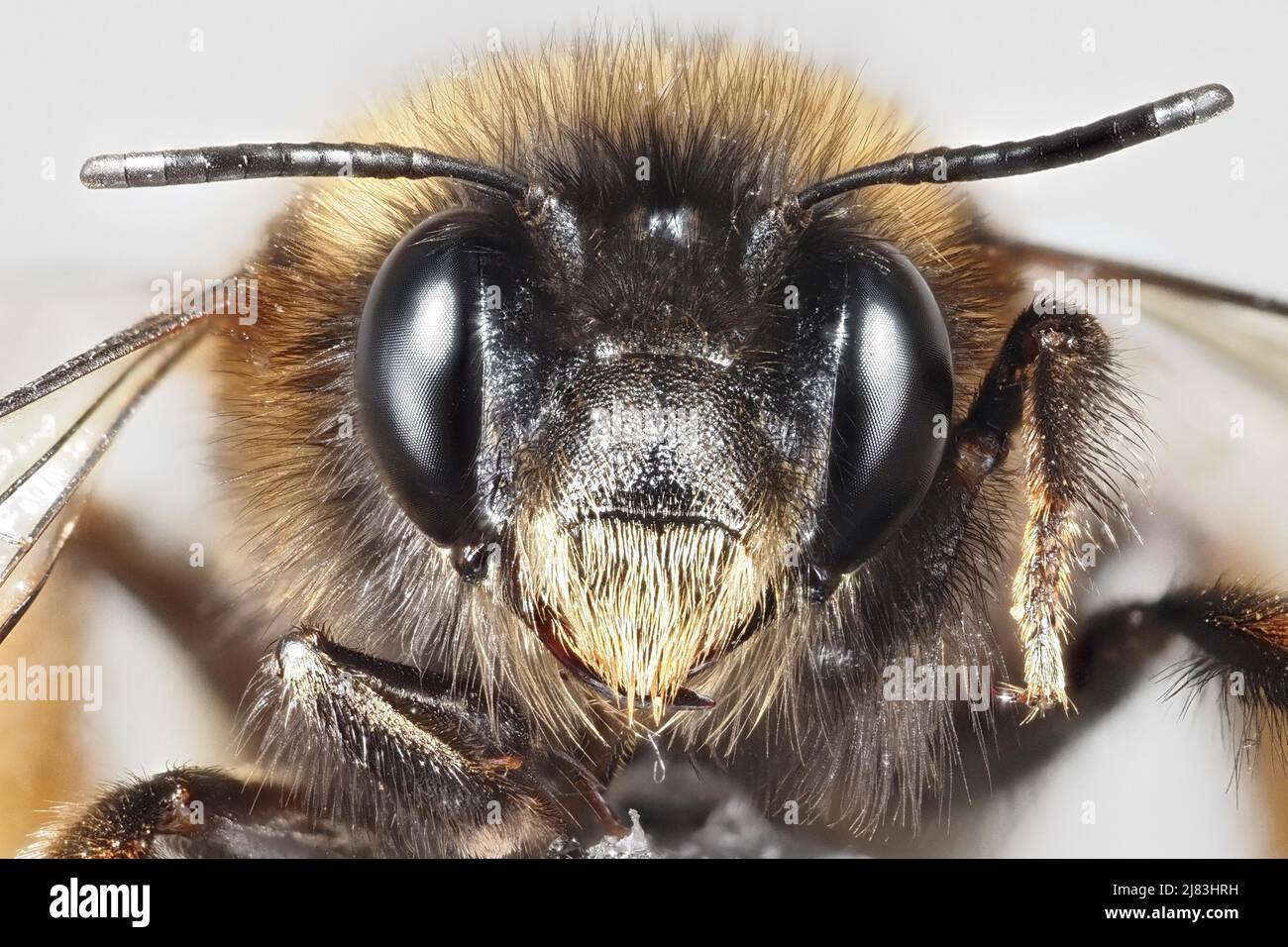 Macro, face of a bumblebee Stock Photo - Alamy