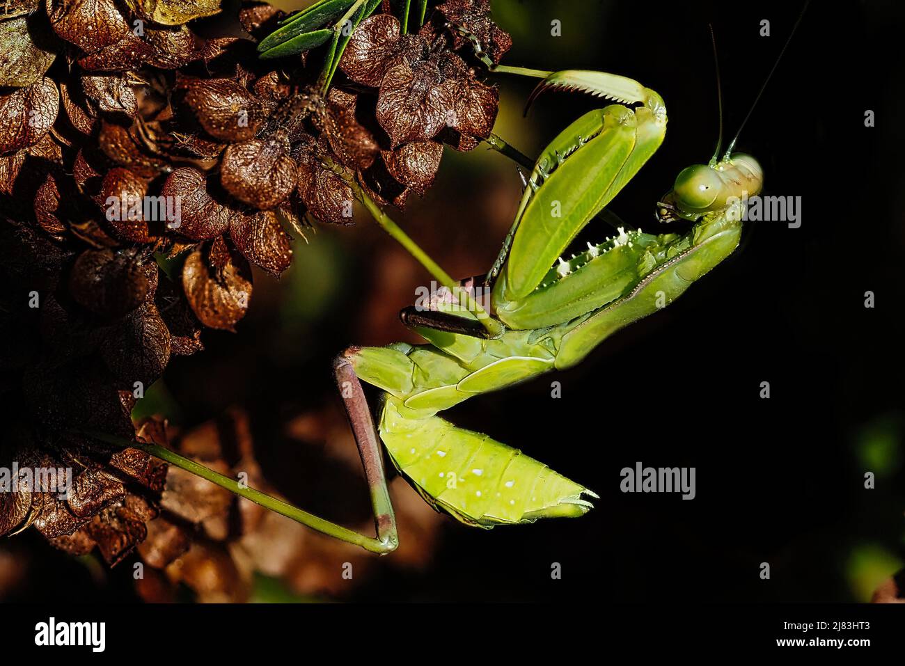African mantis (Sphodromantis gastrica Stock Photo - Alamy