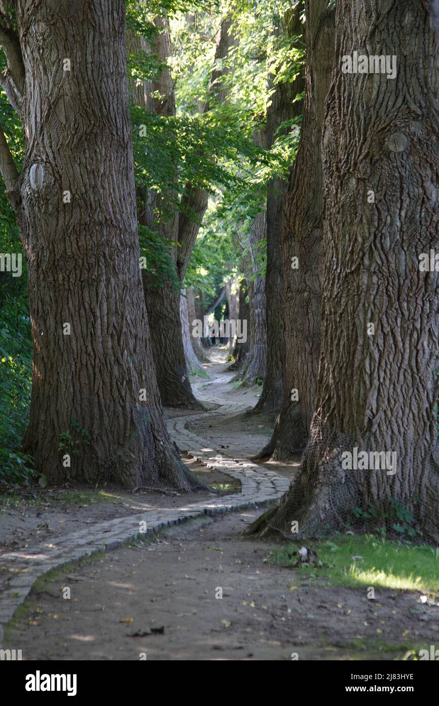 Poplar avenue natural monument on the north side of the Woehrdbad on ...
