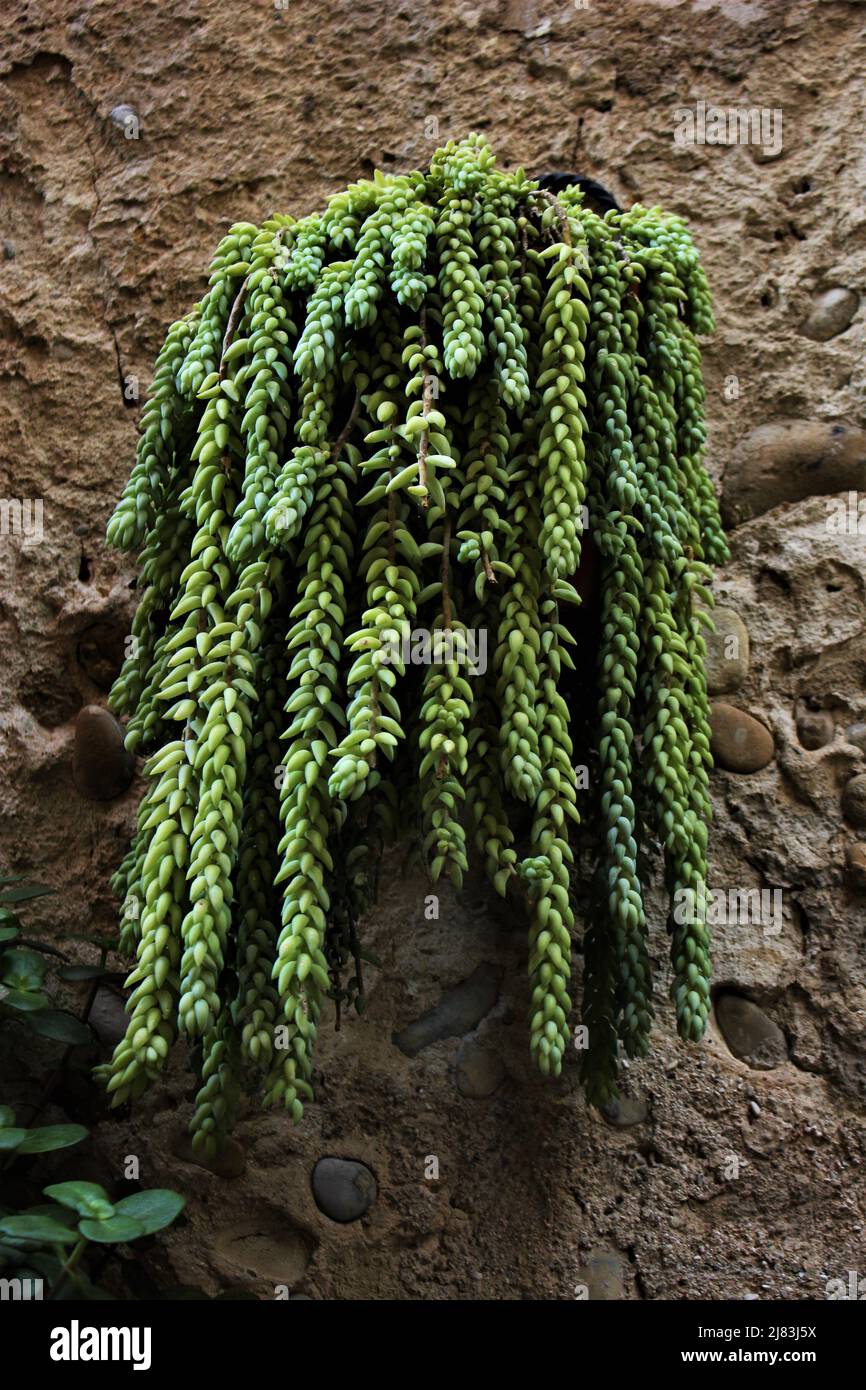 Donkey tail hi-res stock photography and images - Alamy
