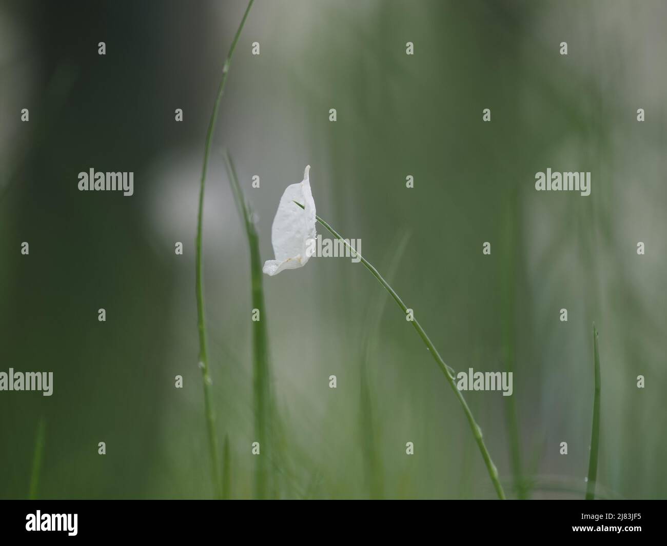 Blade apple hi-res stock photography and images - Alamy