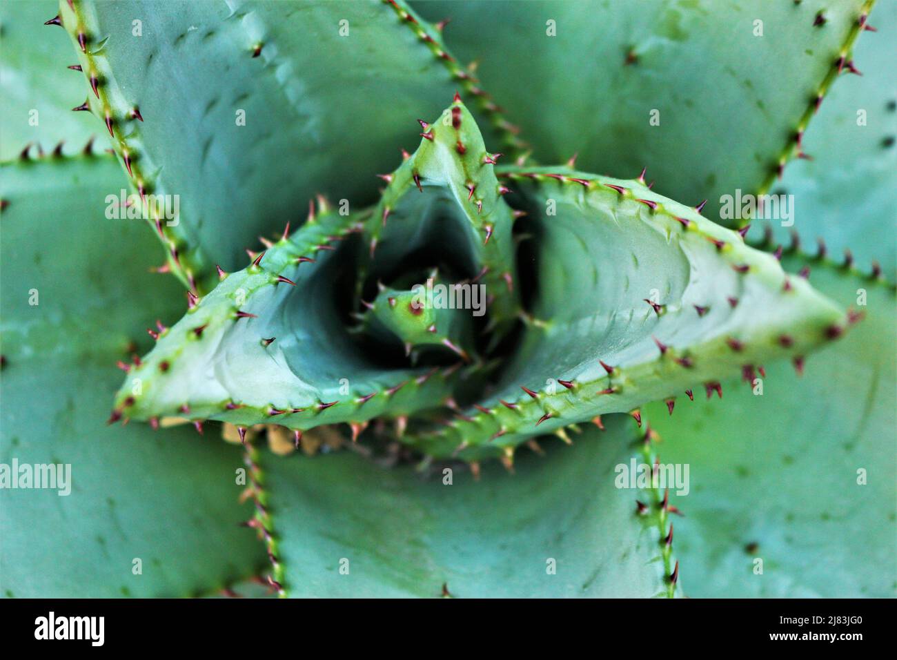 top down view of succulent that looks like an eye is at the centre ...