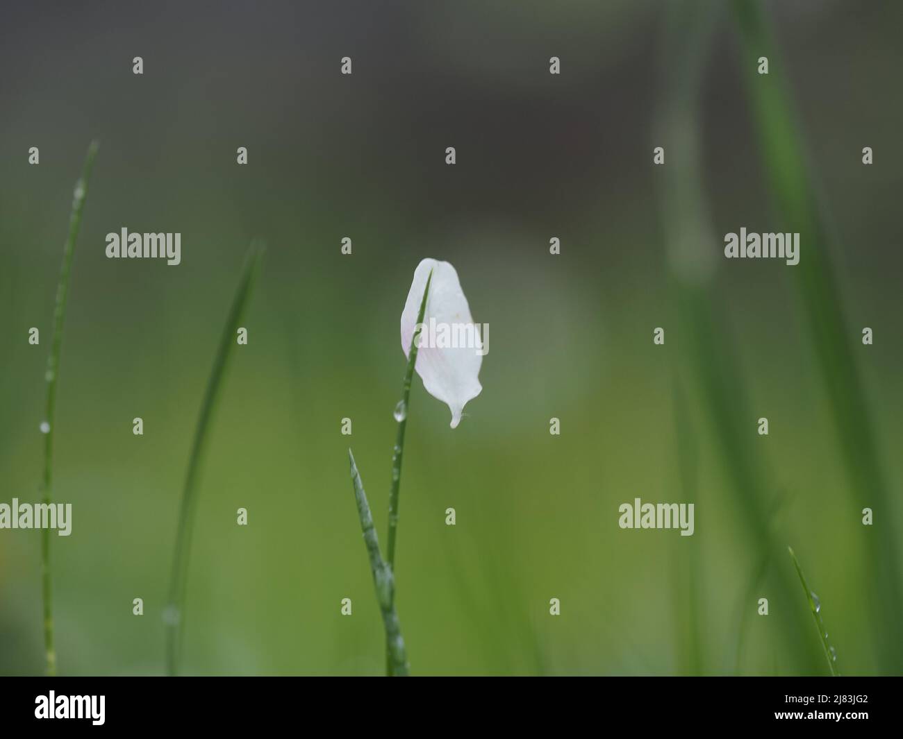 Blade apple hi-res stock photography and images - Alamy