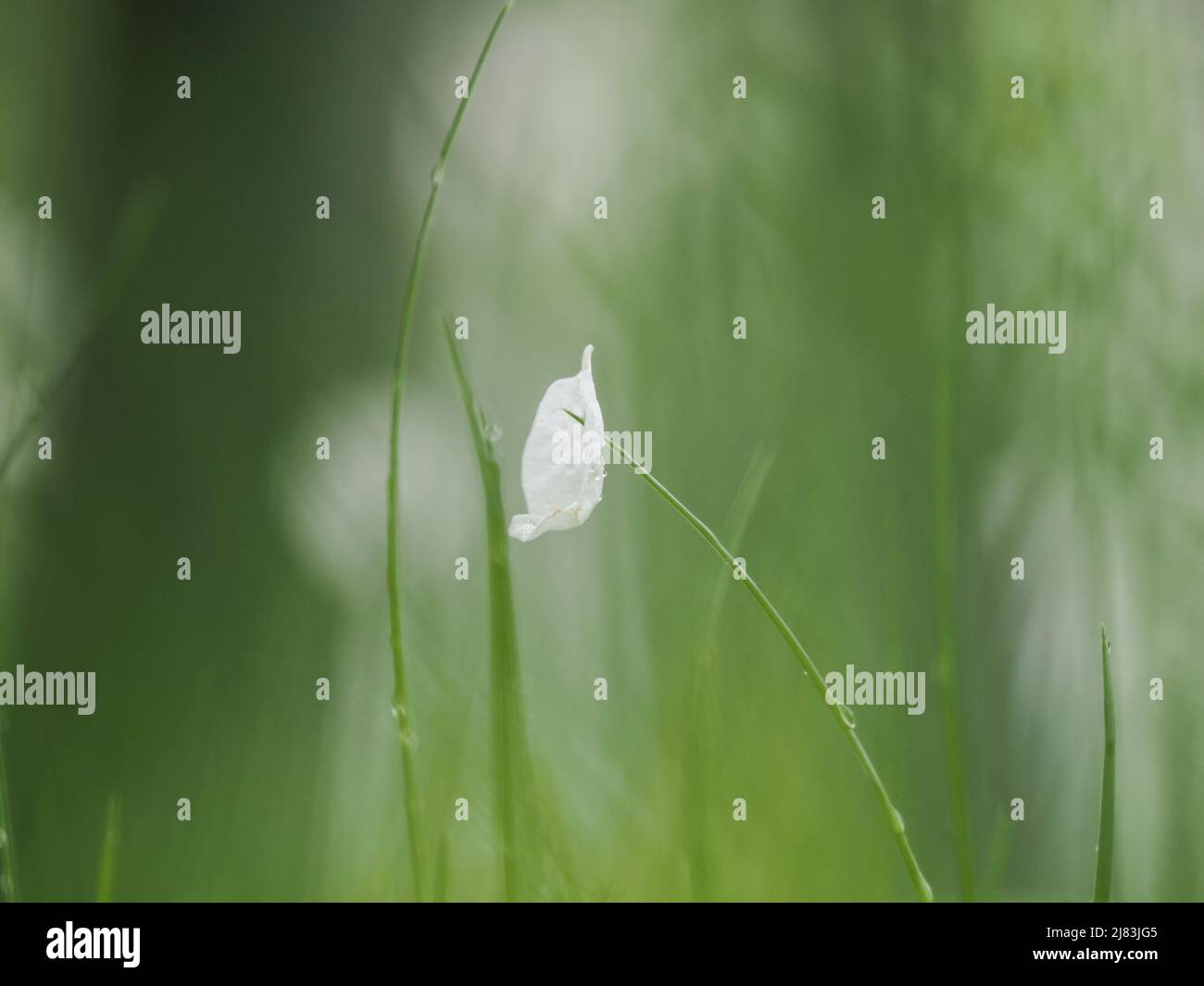 Blade apple hi-res stock photography and images - Alamy