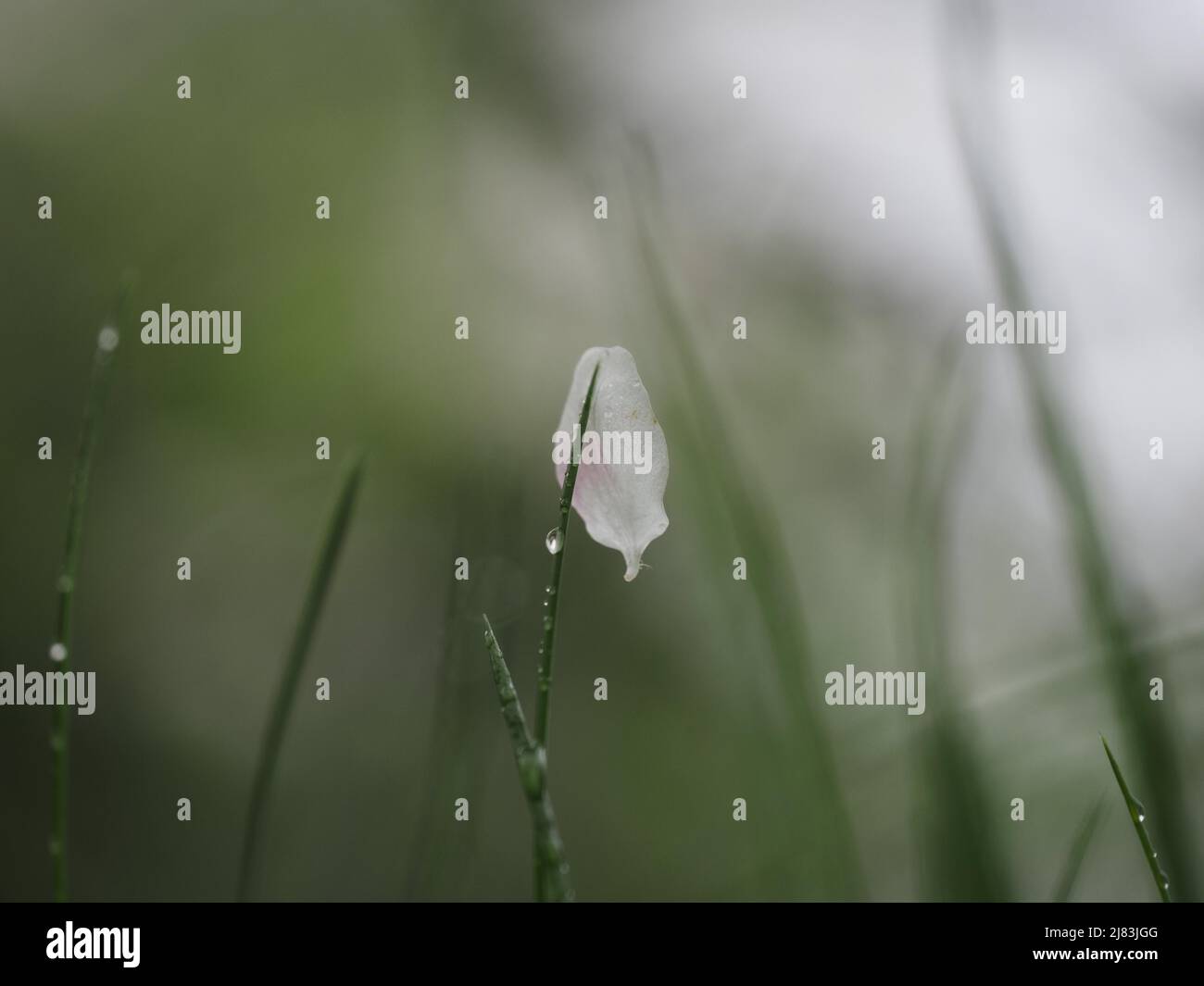 Blade apple hi-res stock photography and images - Alamy