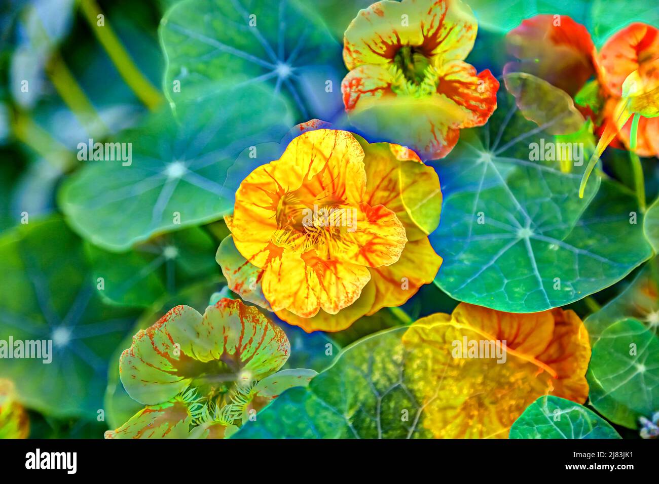 Cresses hi-res stock photography and images - Alamy