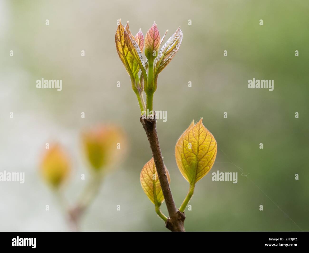 Bud produces leaf hi-res stock photography and images - Alamy