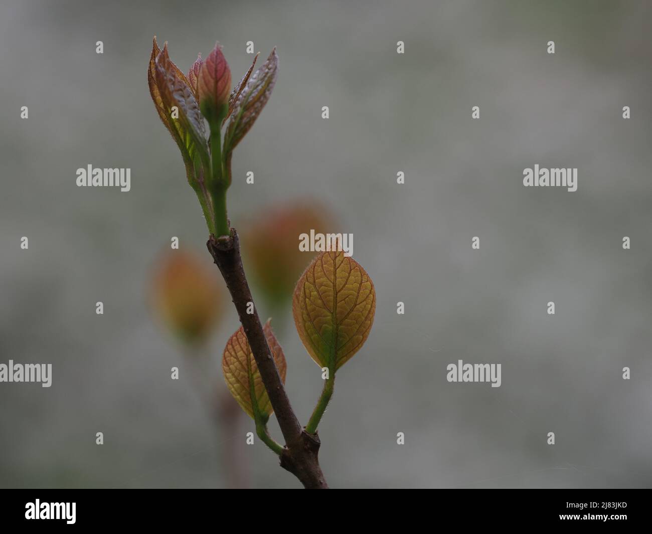 Bud produces leaf hi-res stock photography and images - Alamy