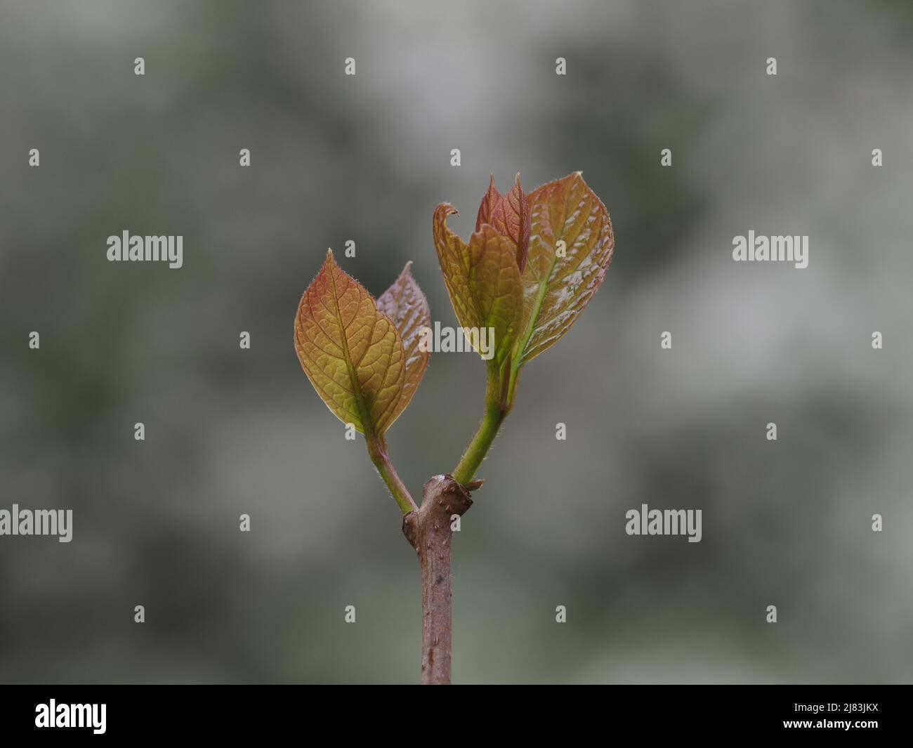 Bud produces leaf hi-res stock photography and images - Alamy