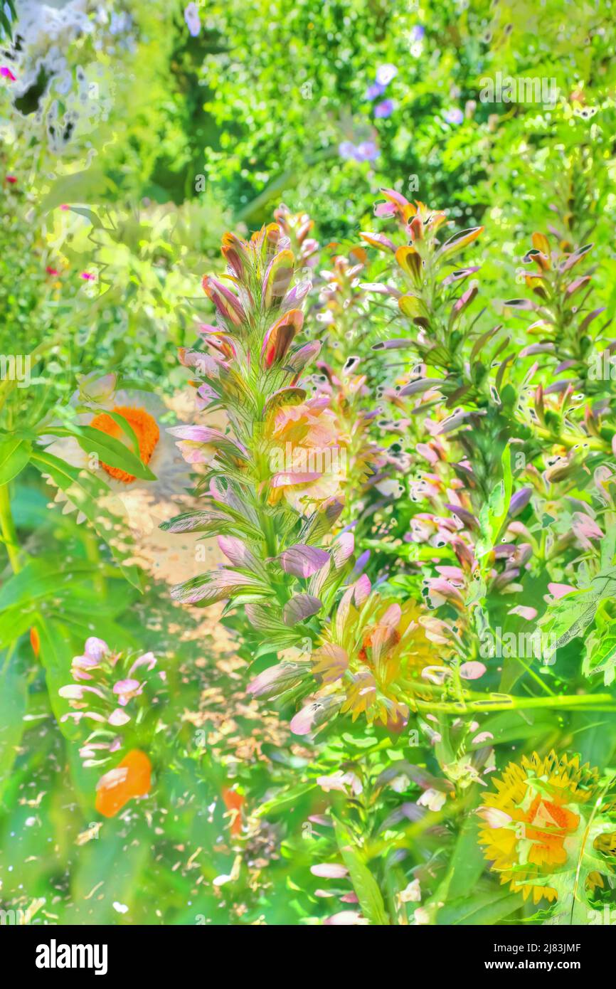 Flowers creative, artistic shot, long-leaved bear's breech (Acanthus ...