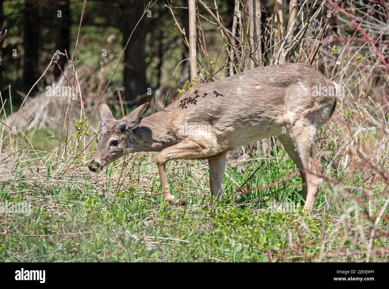 Urban white tailed deer hi-res stock photography and images - Alamy