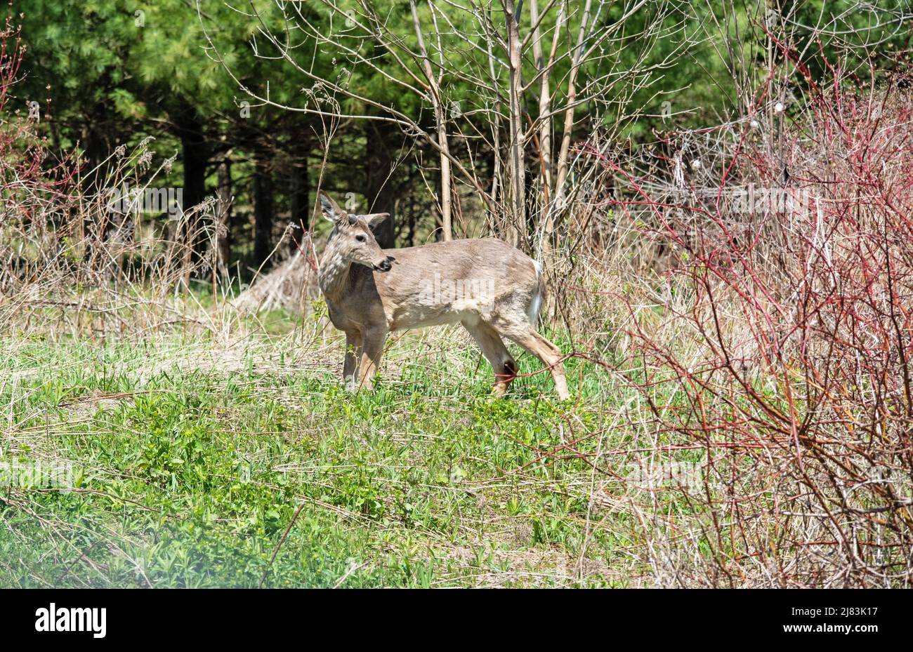 Urban white tailed deer hi-res stock photography and images - Alamy