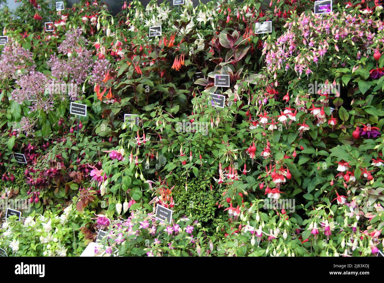 A Colourful Display of Fuchsia Plants with Flowers Stock Photo - Alamy