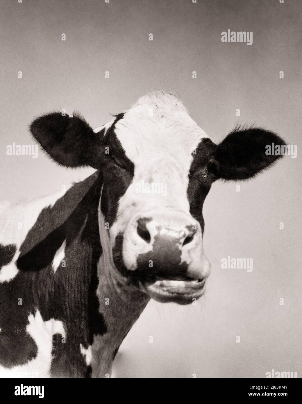 1950s HOLSTEIN COW LOOKING AT CAMERA CHEWING ITS CUD - c192 HAR001 HARS ...