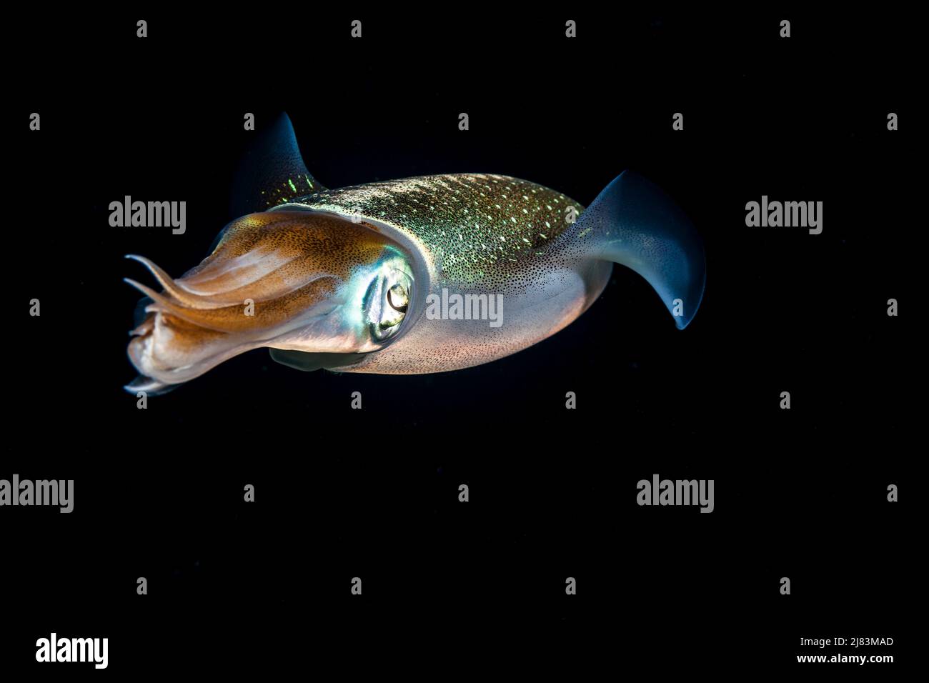 Tropical squid hi-res stock photography and images - Alamy