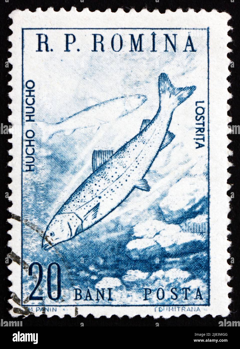 ROMANIA - CIRCA 1960: a stamp printed in the Romania shows Huchen ...